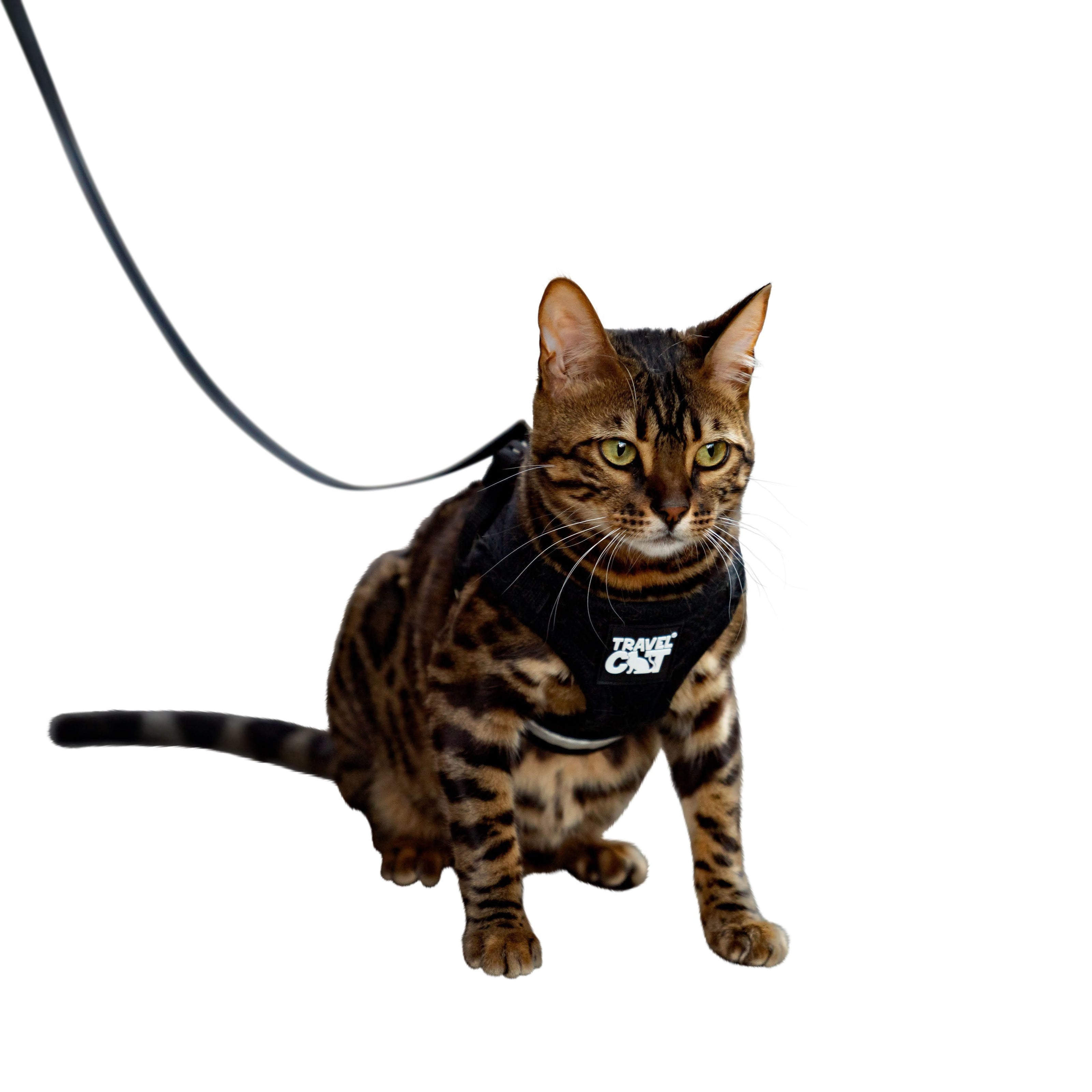 The Black True Adventurer" Reflective Cat & Kitten Harness and Leash